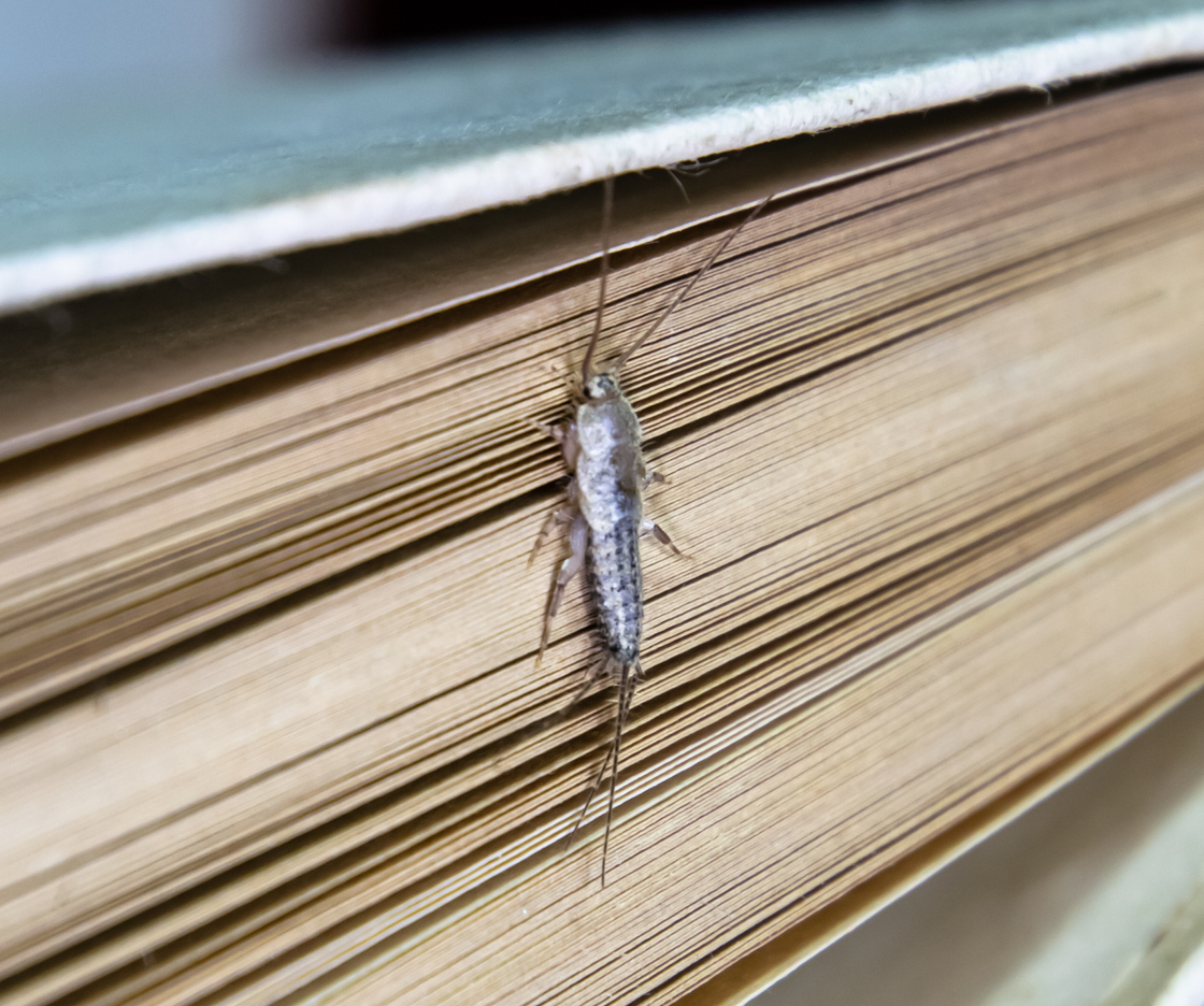 Arrow Exterminators Silverfish Pest Control & Extermination