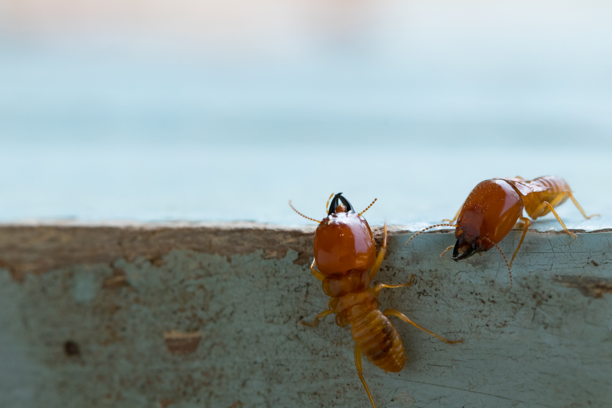 Termite Control: Termite Extermination, Bonds & Pest Protection